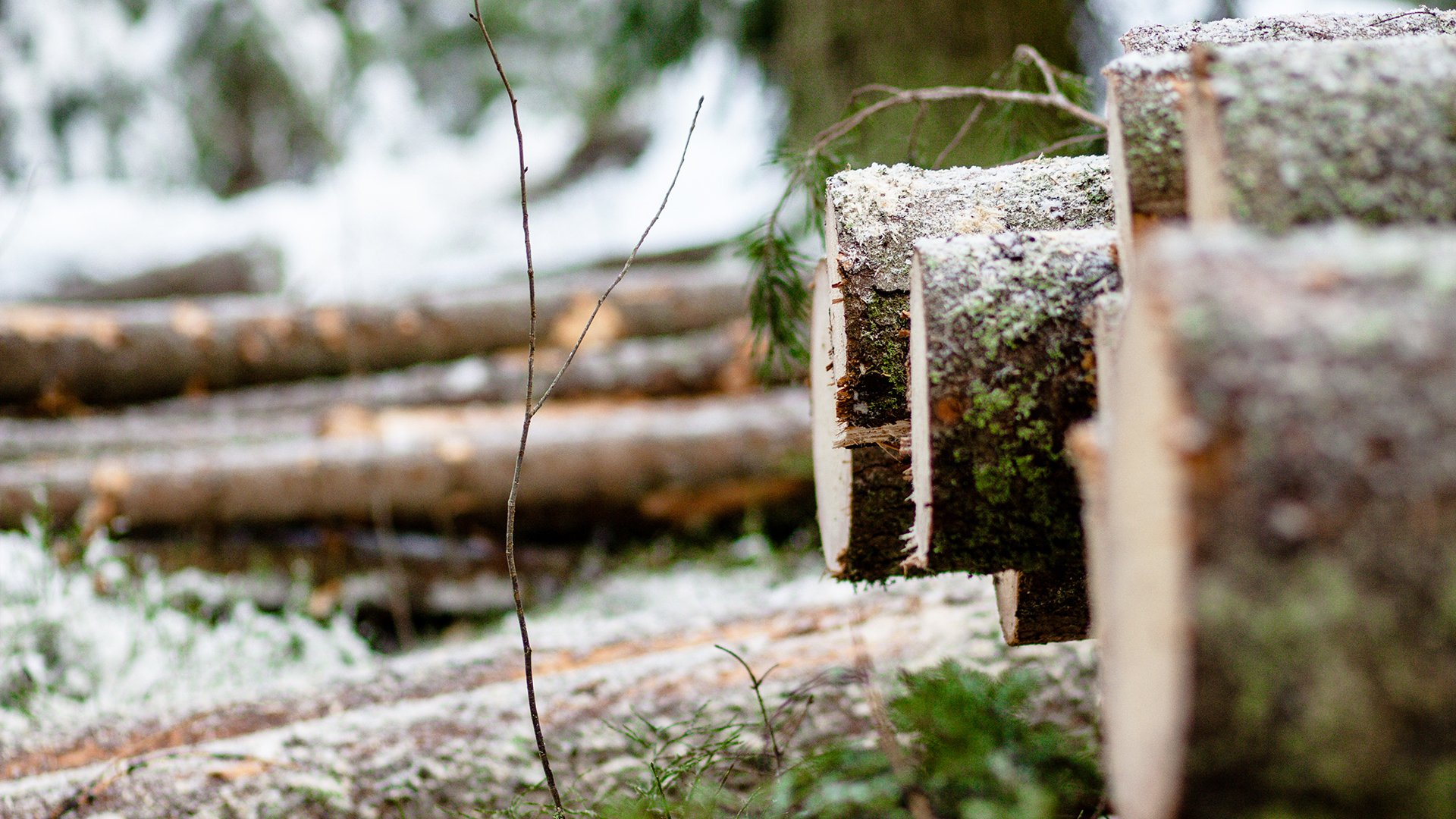 Responsibly managed forests are efficient carbon sinks | WISA PLYWOOD