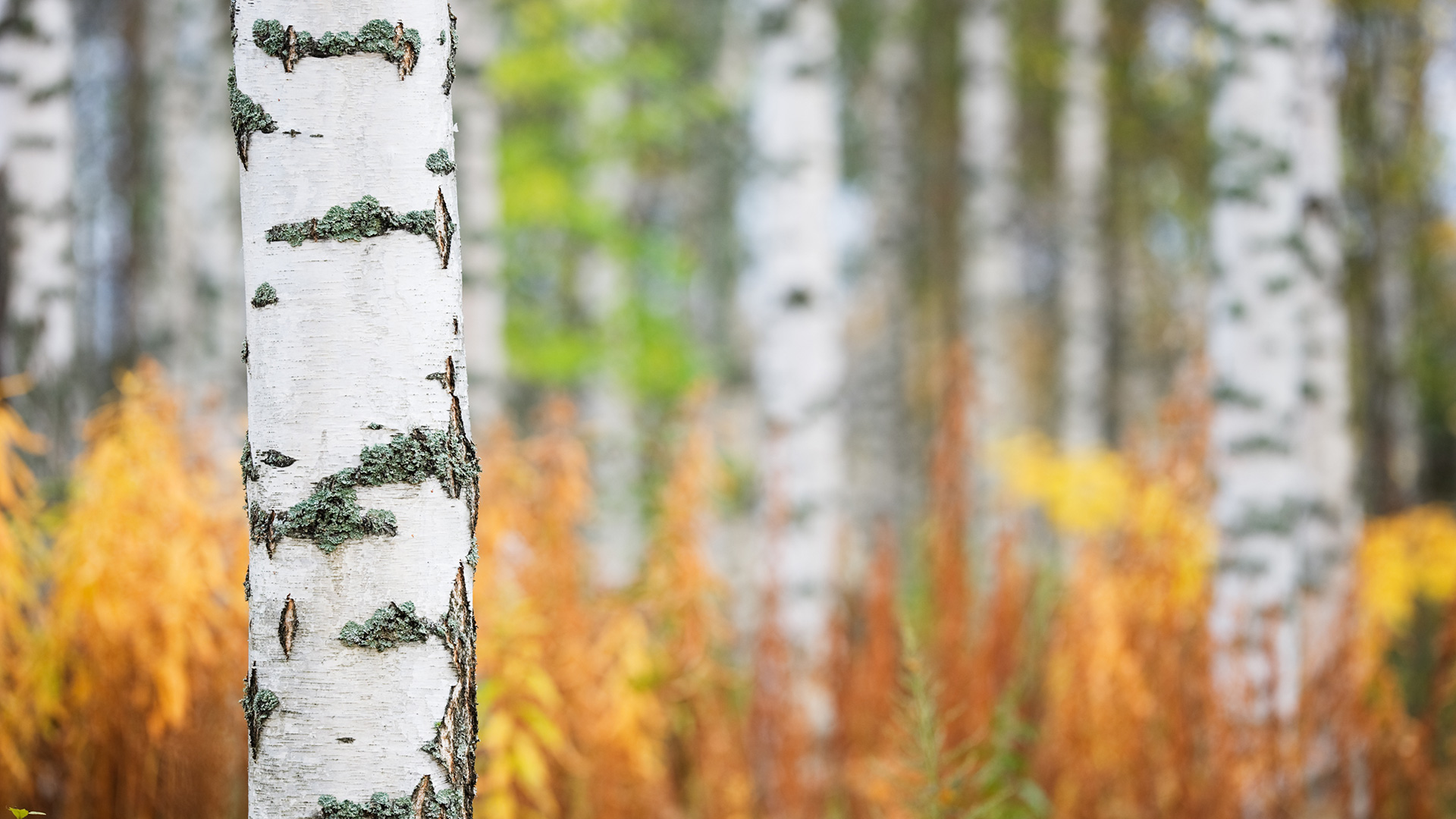 Reliable data on the environmental impact of WISA birch plywood | WISA ...